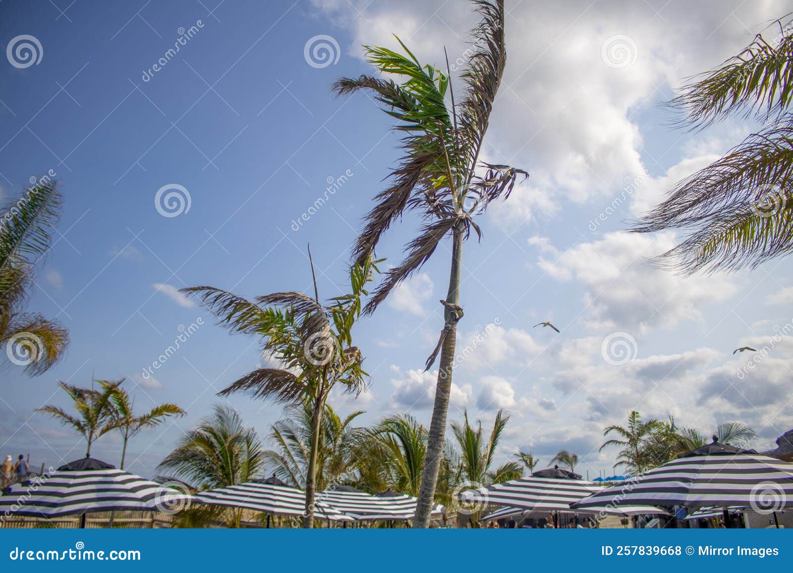 Beach Summer Day Palm Trees in the Wind Stock Photo - Image of tree ...