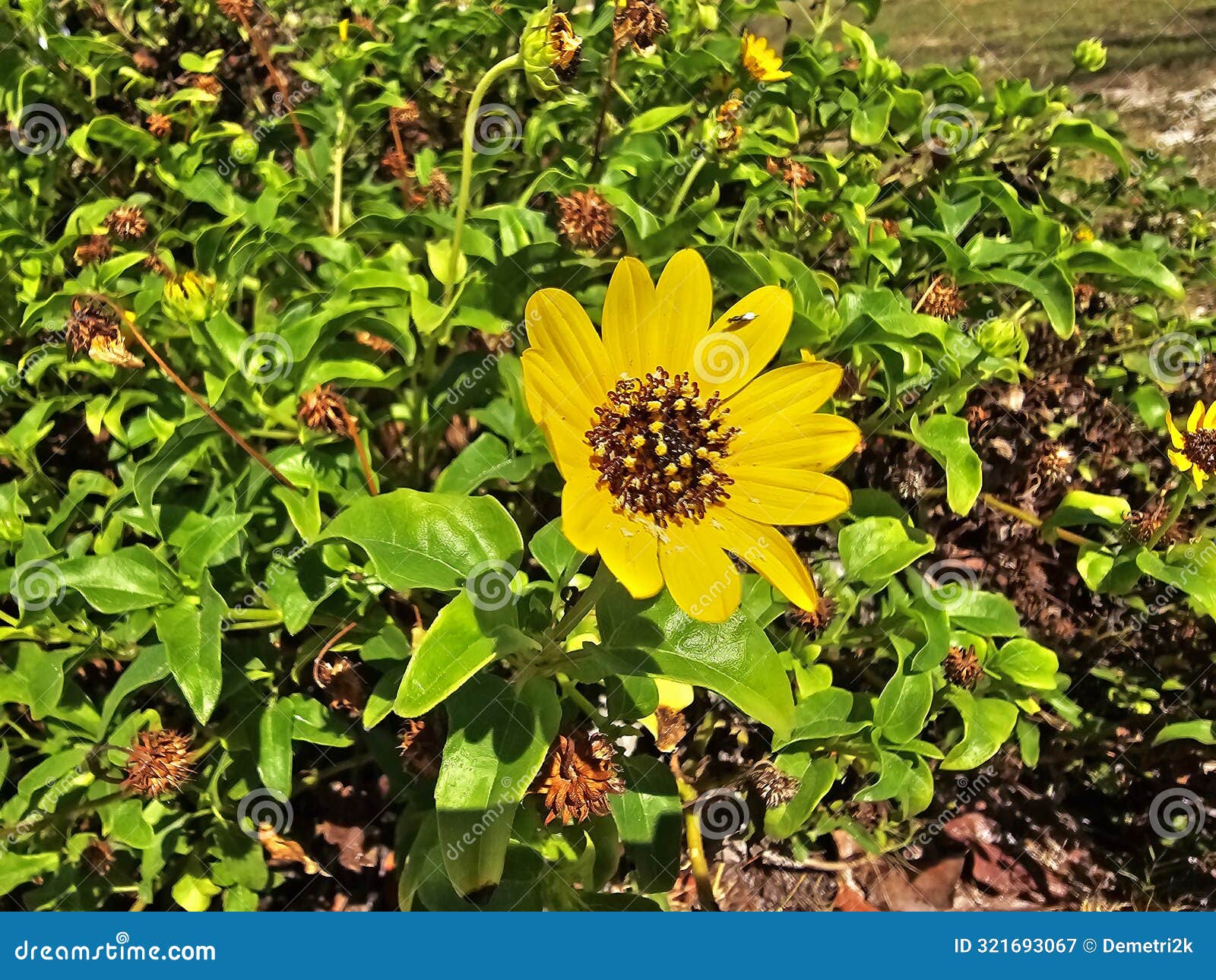 Beach Sunflower, or, Helianthus Debilis -01 Stock Image - Image of ...