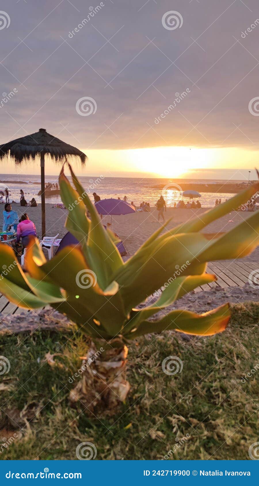 Beach Sunset Arica Chile Pacific Ocean Coast Editorial Image - Image of ...