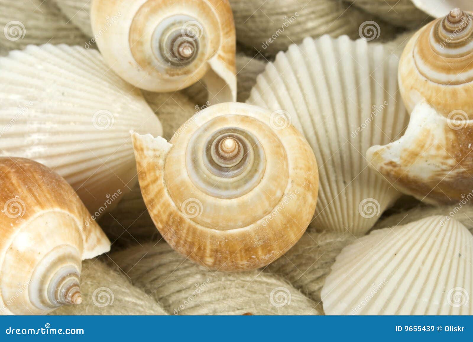 Old Maps With Shells Stock Photo | CartoonDealer.com #47367144