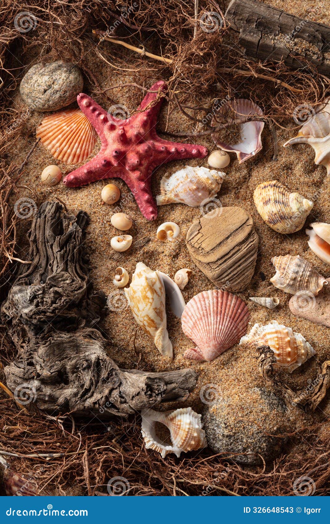 Beach Themed Background with Snags, Shells, Stones, and Sand Stock ...