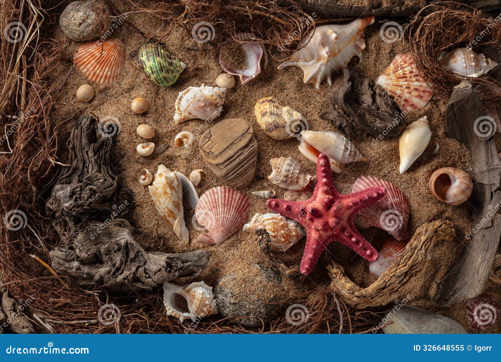 Beach Themed Background with Snags, Shells, Stones, and Sand Stock ...