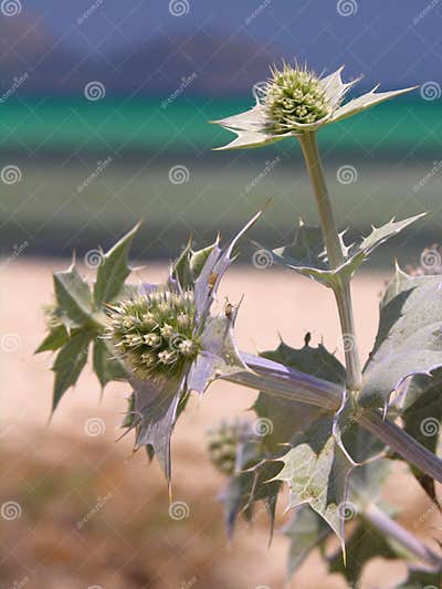 Beach thistle close-up stock image. Image of summer, thorny - 171615