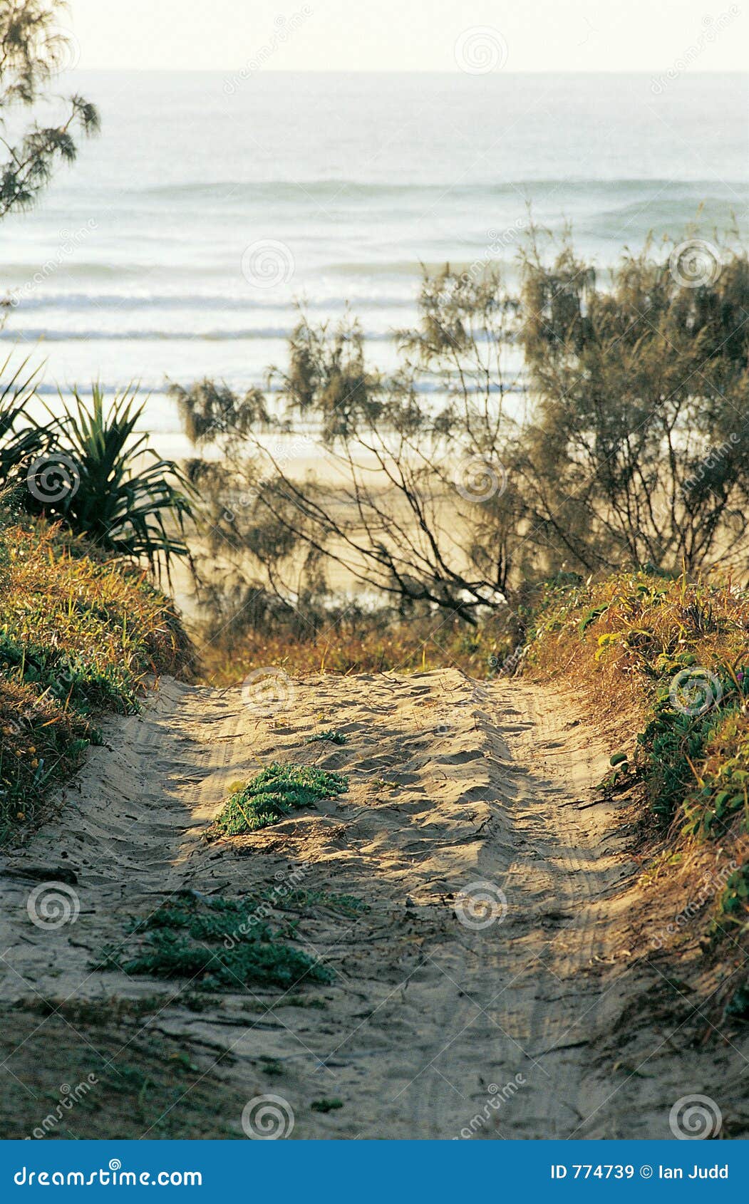 Beach Track stock image. Image of morning, fraser, beach - 774739