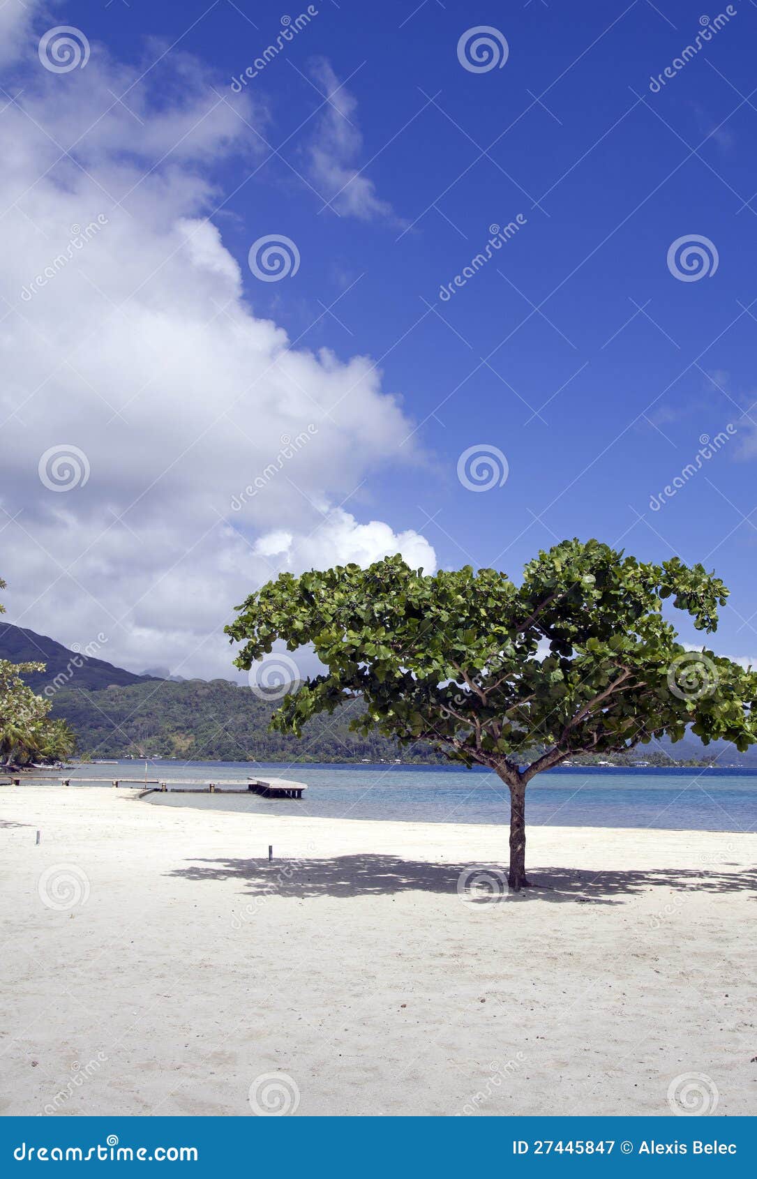 Beach tree stock image. Image of tree, green, exotic - 27445847