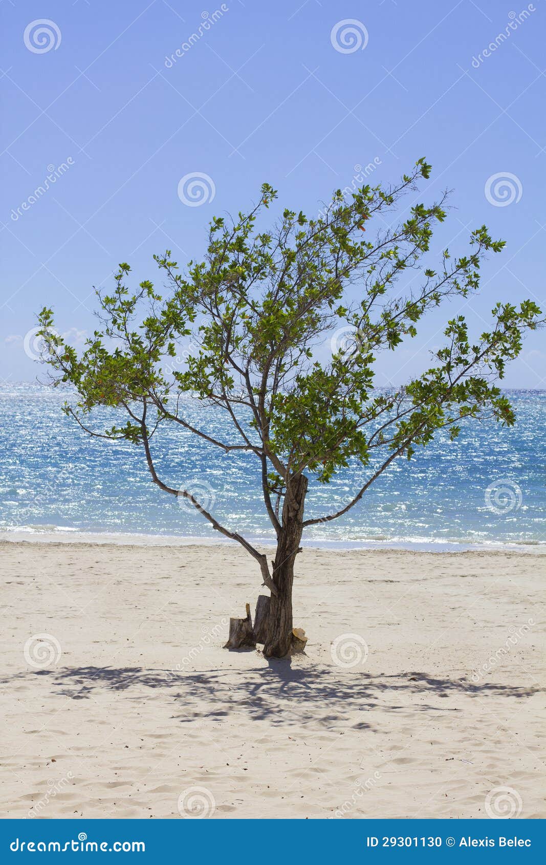 Beach tree stock photo. Image of tropic, beauty, beautiful - 29301130