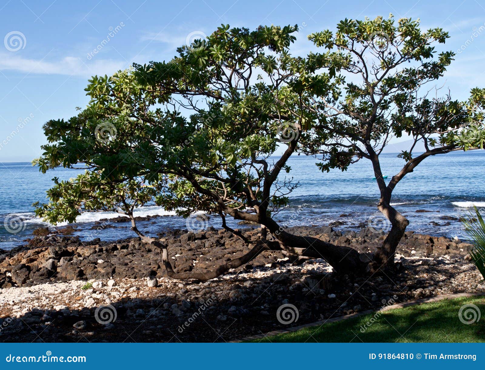 Beach Tree in Maui stock photo. Image of tree, flower - 91864810