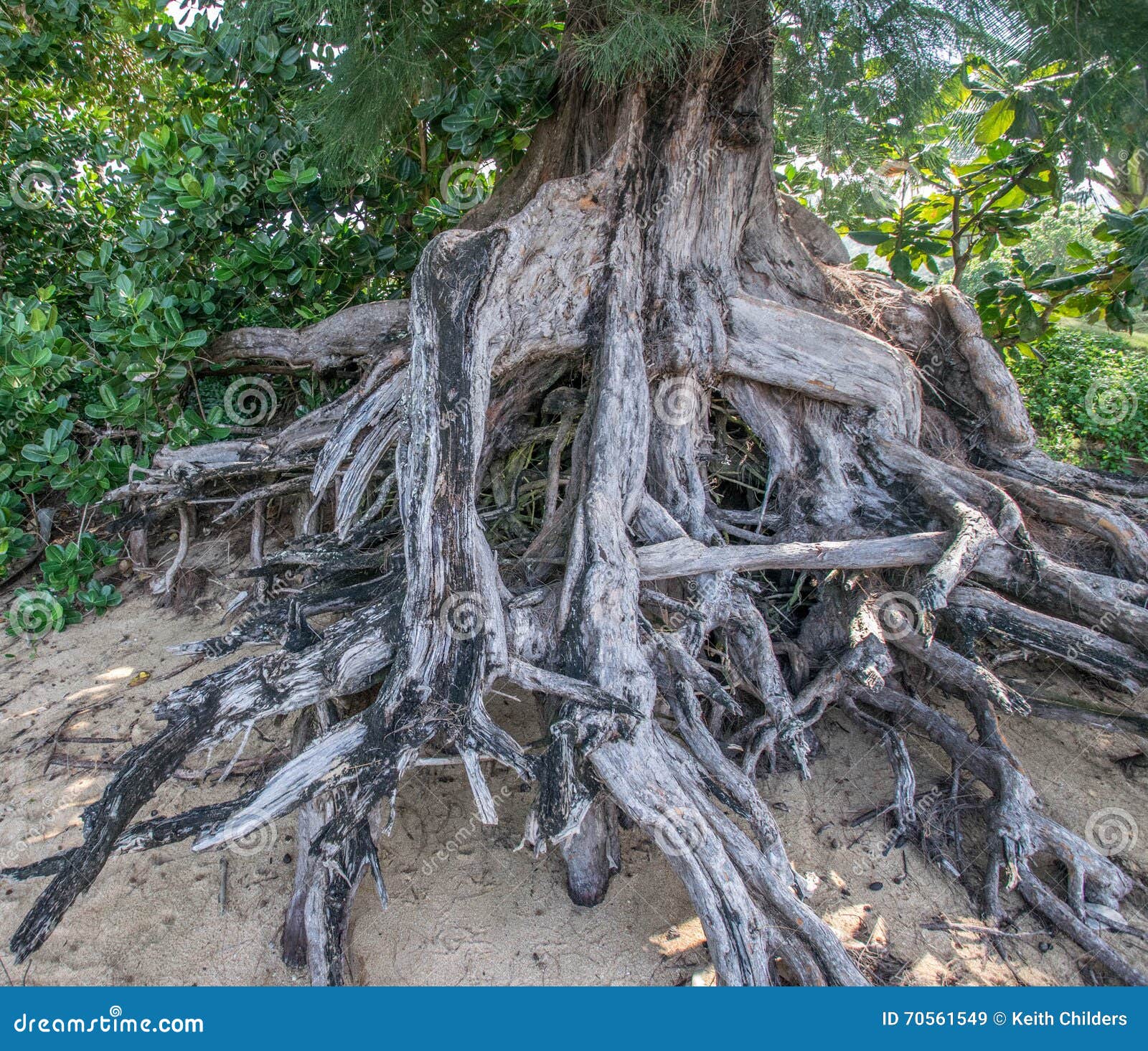 Beach Tree Roots stock image. Image of closeup, eroded - 70561549