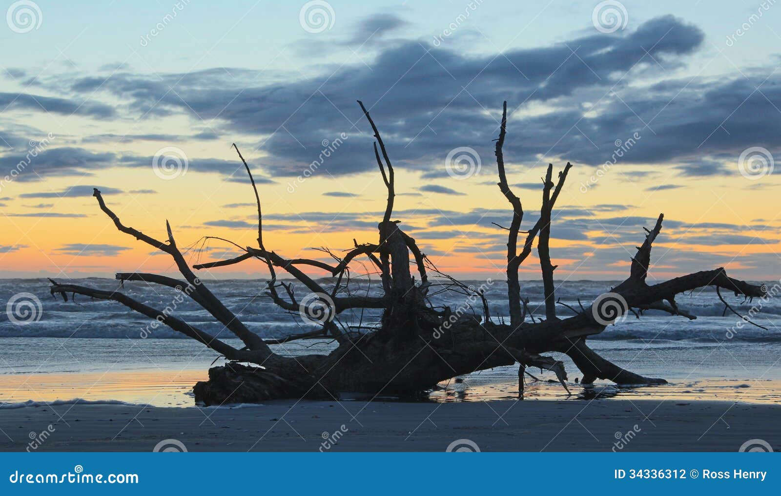 A Tree That Has Been Ripped Out Of The Ground Due To Storm Damage And ...
