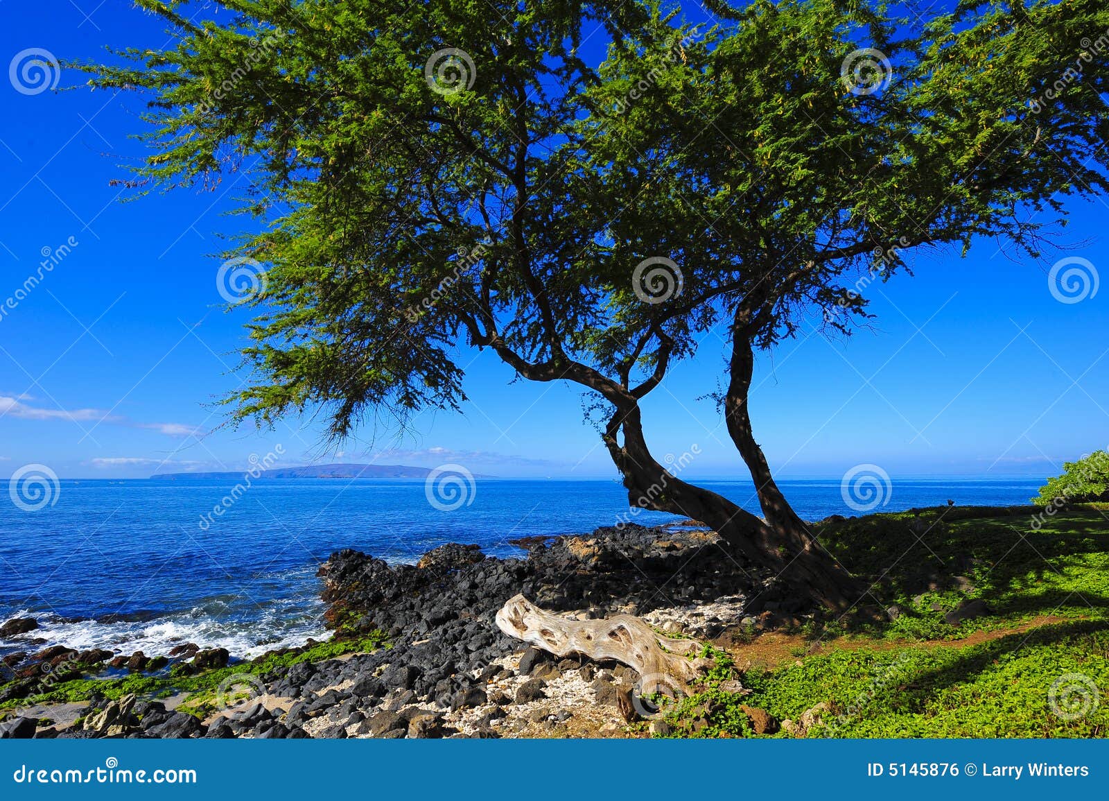 Beach Tree Vision stock photo. Image of beauty, destination - 5145876