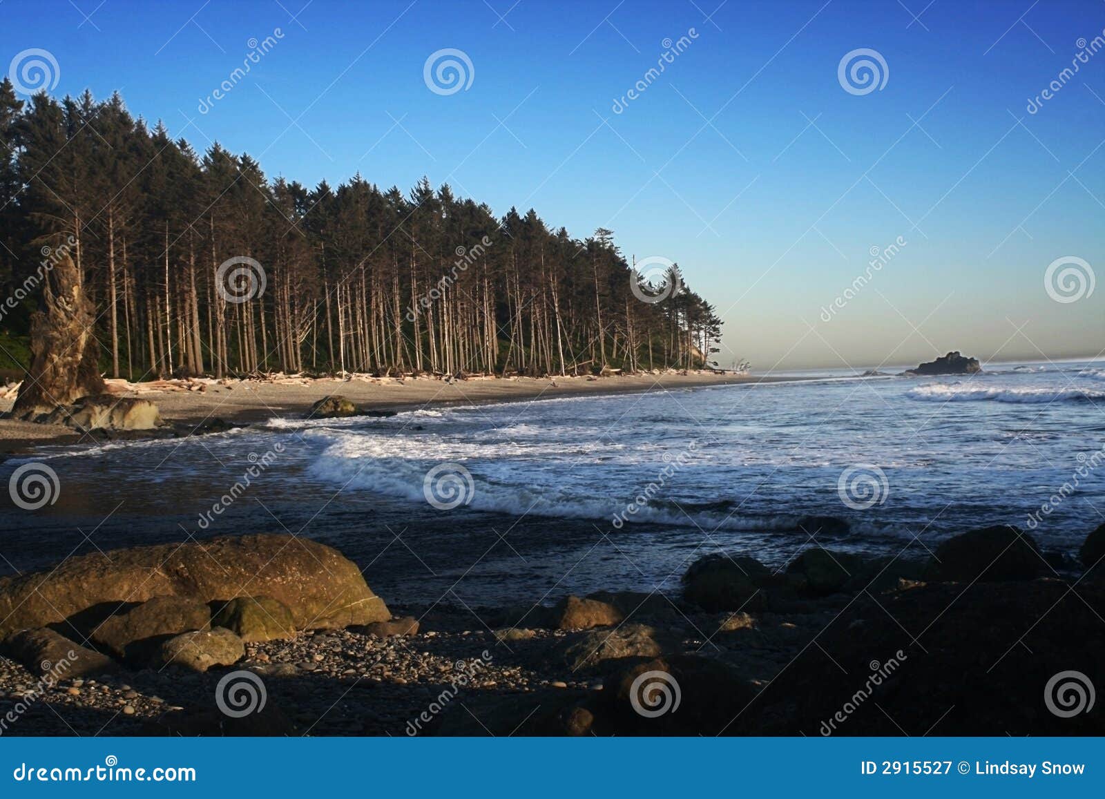 Beach with treeline stock image. Image of scenic, breaking - 2915527