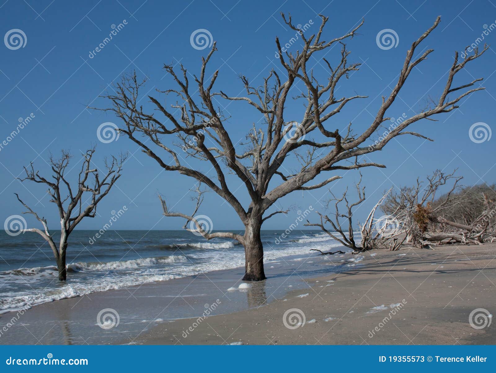Beach Trees stock image. Image of erosion, tree, shoreline - 19355573