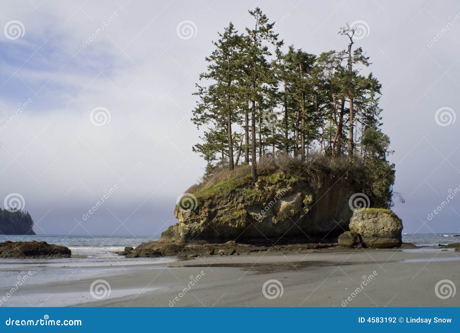 Beach with trees stock photo. Image of sandy, seashore - 4583192