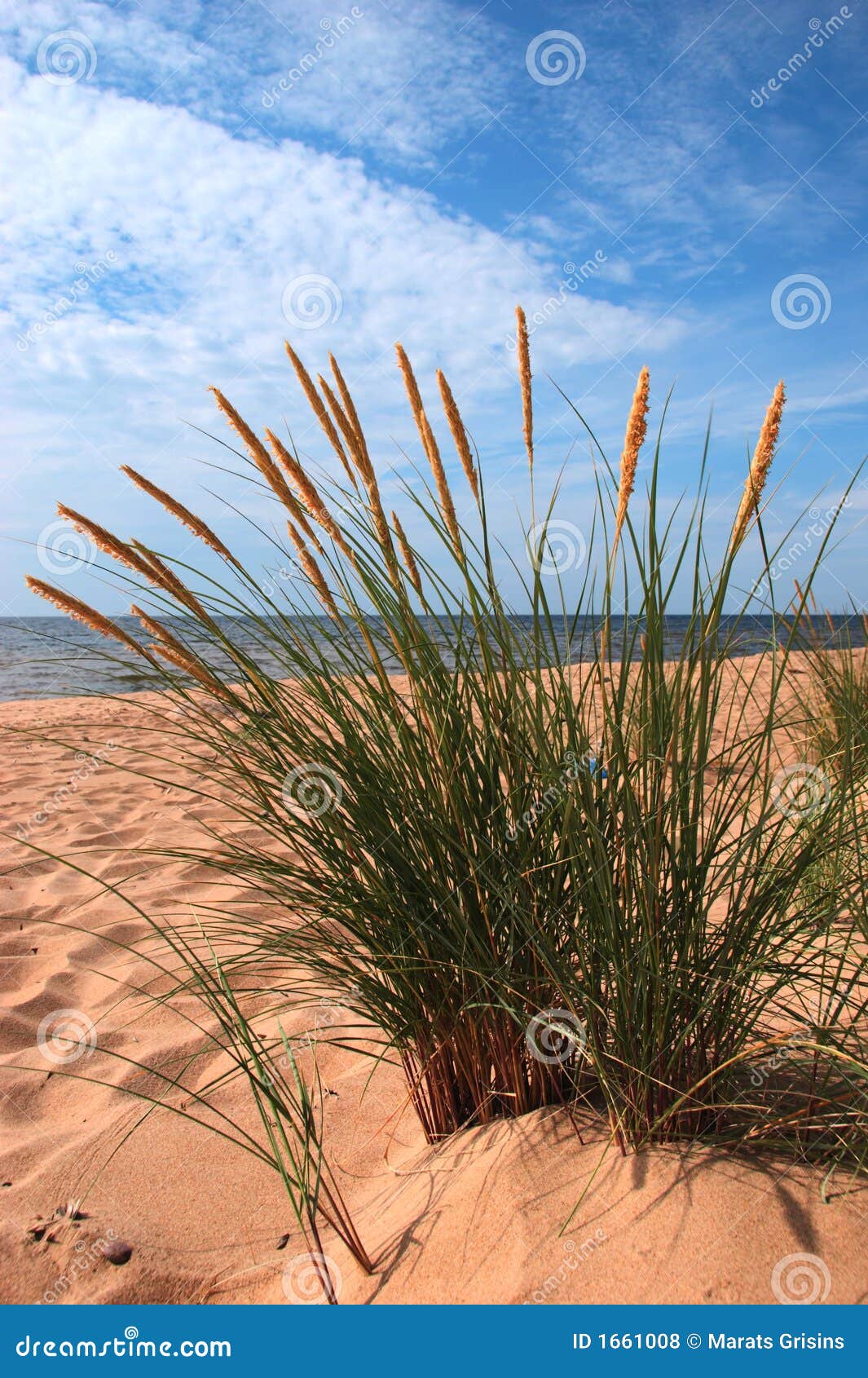 Beach Tuja stock photo. Image of beach, grass, sand, cane - 1661008