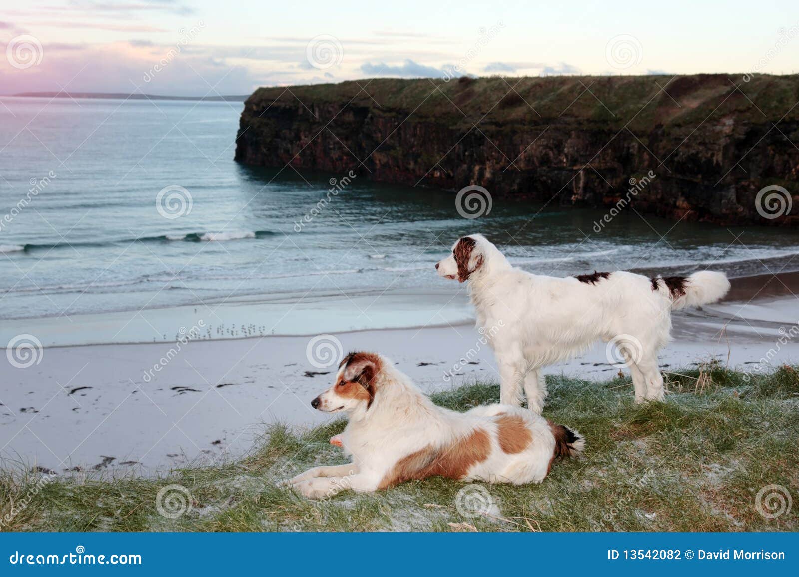 Beach view with two dogs stock photo. Image of outdoors - 13542082