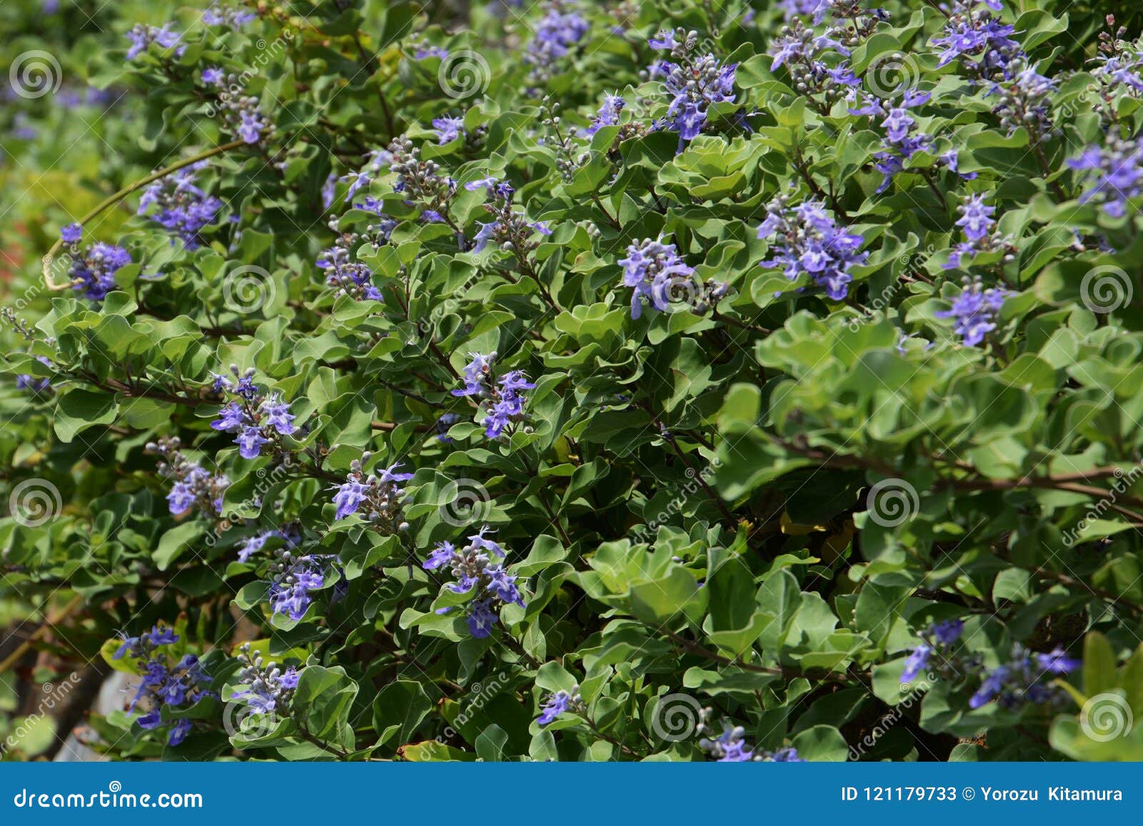 Beach vitex flowers stock image. Image of flora, plant - 121179733