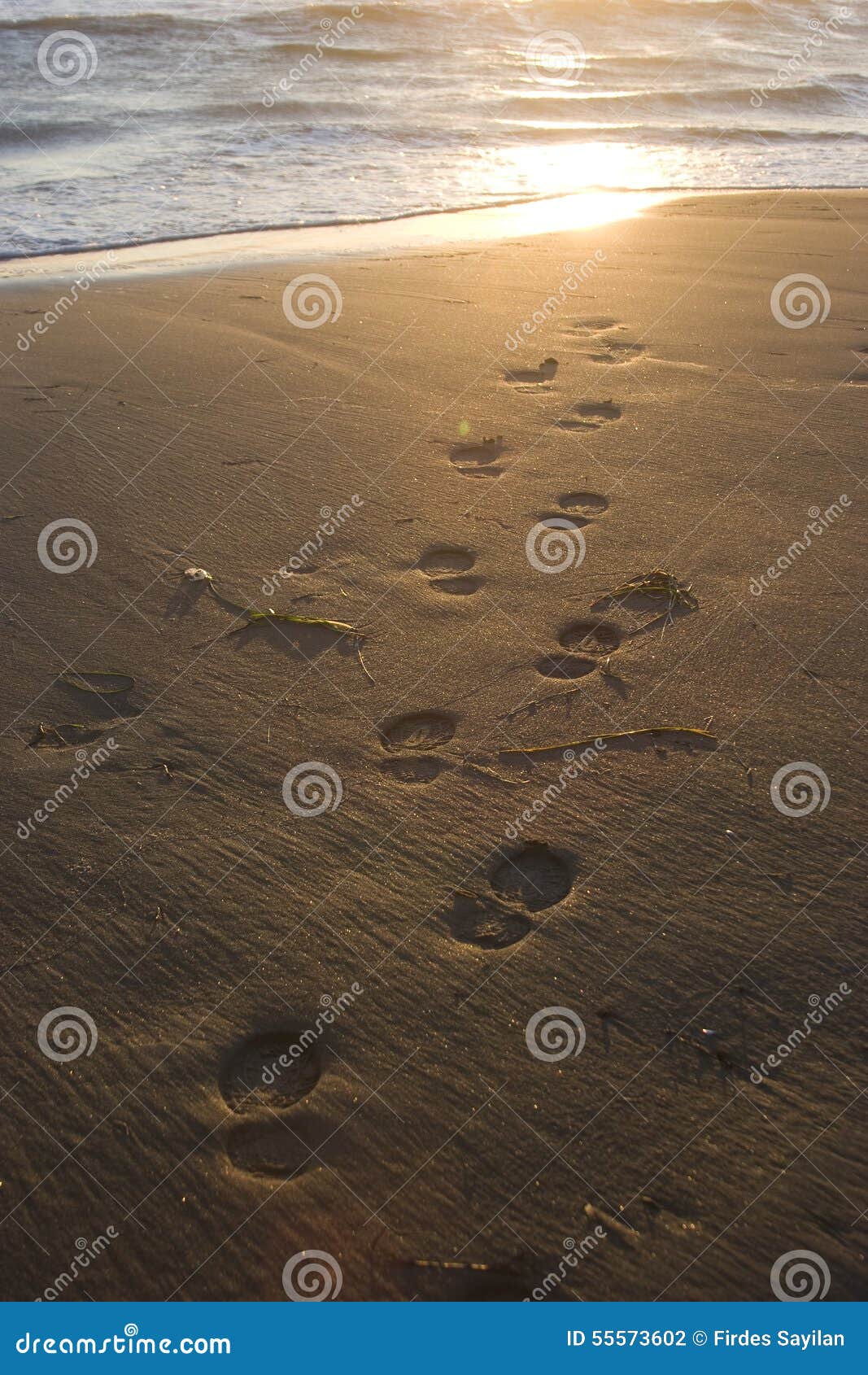 Beach, Wave and Footsteps at Sunset Time Stock Photo - Image of ...