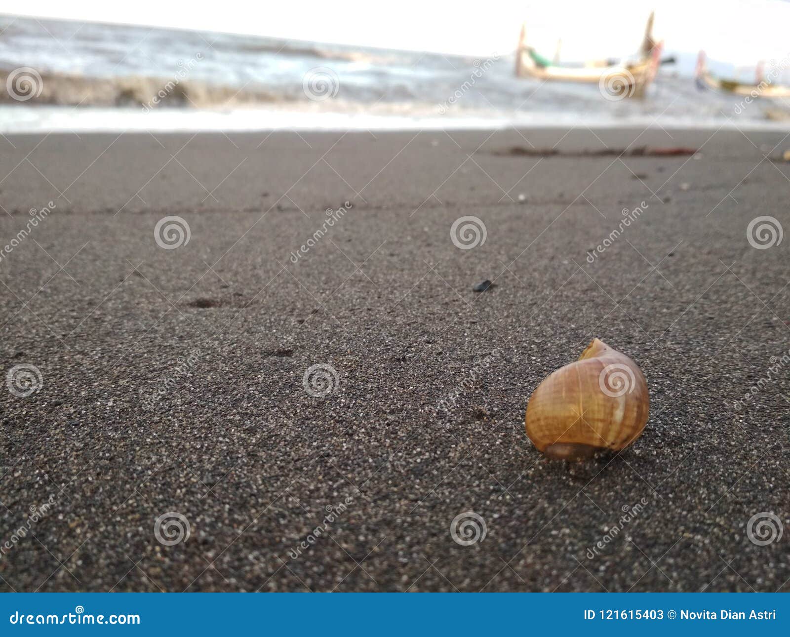Beach stock image. Image of sand, water, waves, snails - 121615403