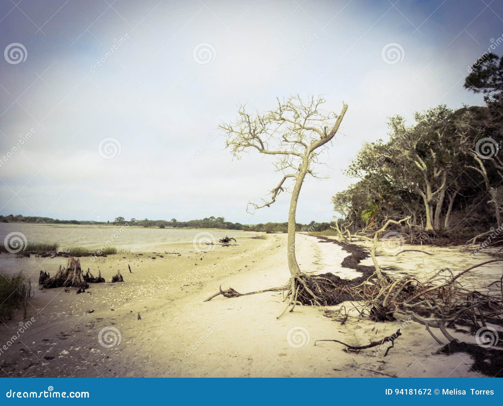 Beach stock photo. Image of trees, beach, florida, nature - 94181672