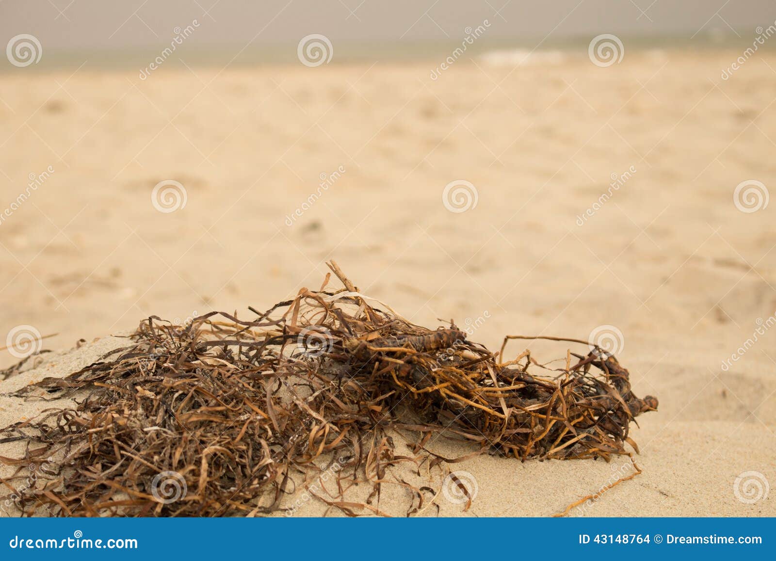Beach Weed (2) stock photo. Image of seaweed, outerbanks - 43148764