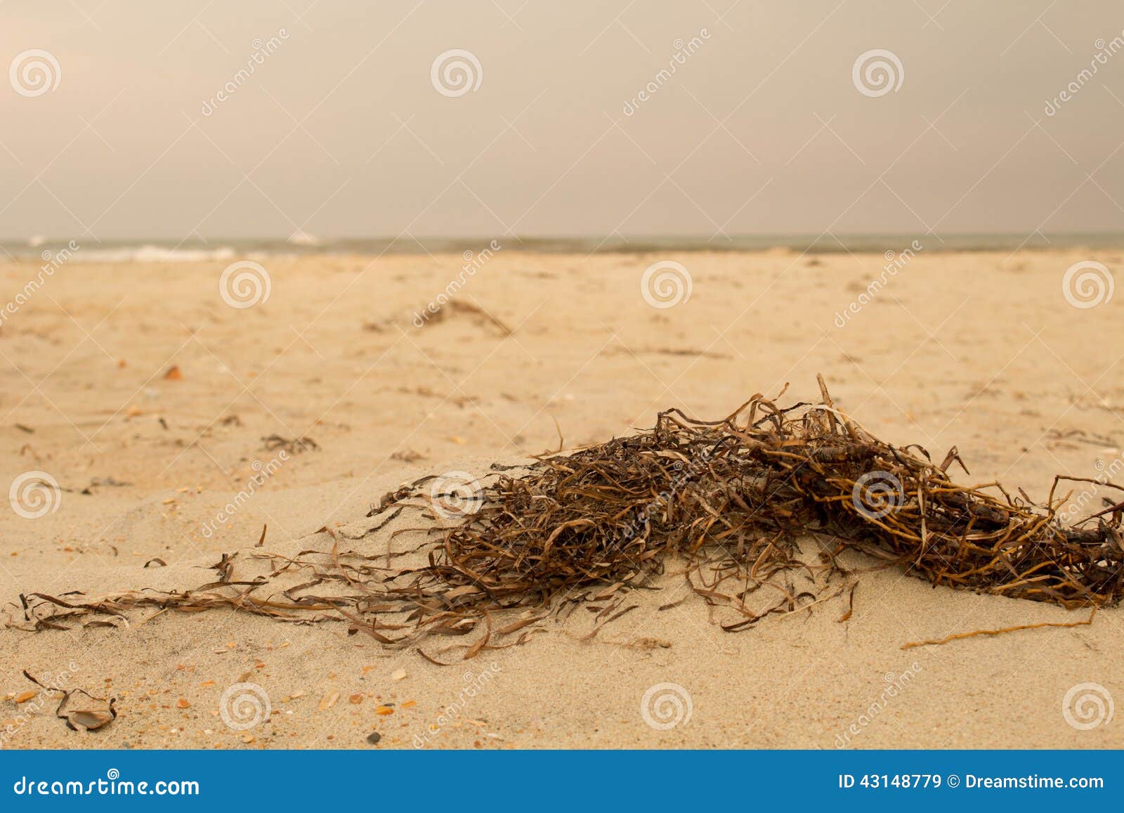 Beach Weed stock image. Image of outerbanks, beach, waves - 43148779
