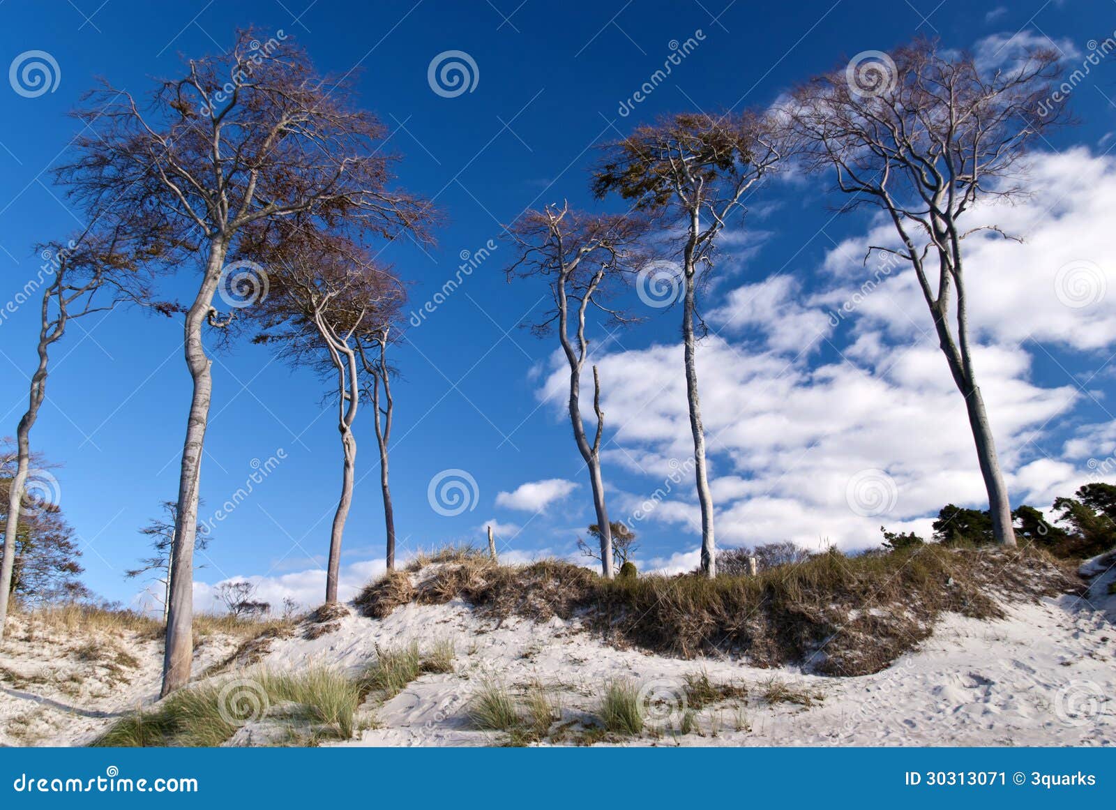 Beach of darss, Germany stock image. Image of forest - 30313071
