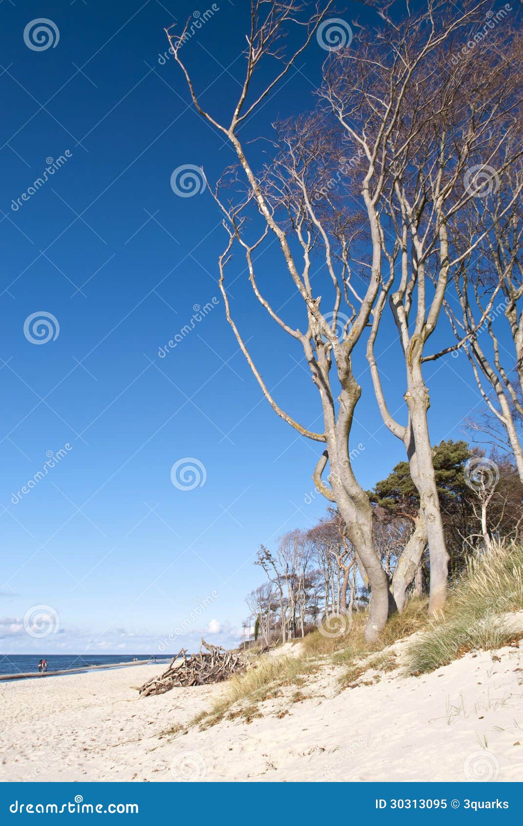 Beach of darss, Germany stock image. Image of coast, shore - 30313095