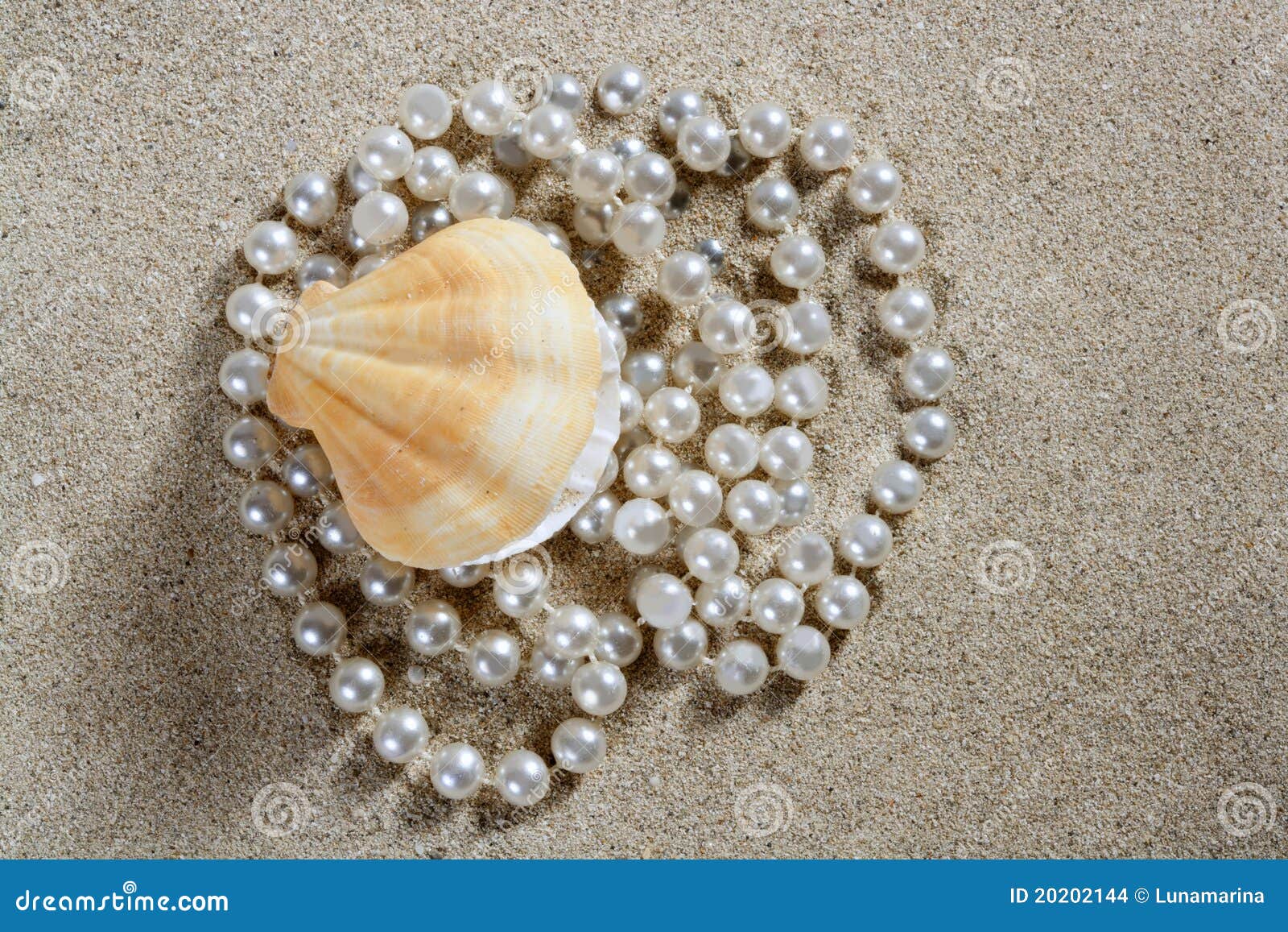 Beach White Sand Pearl Shell Macro Stock Photo - Image of life, beauty ...