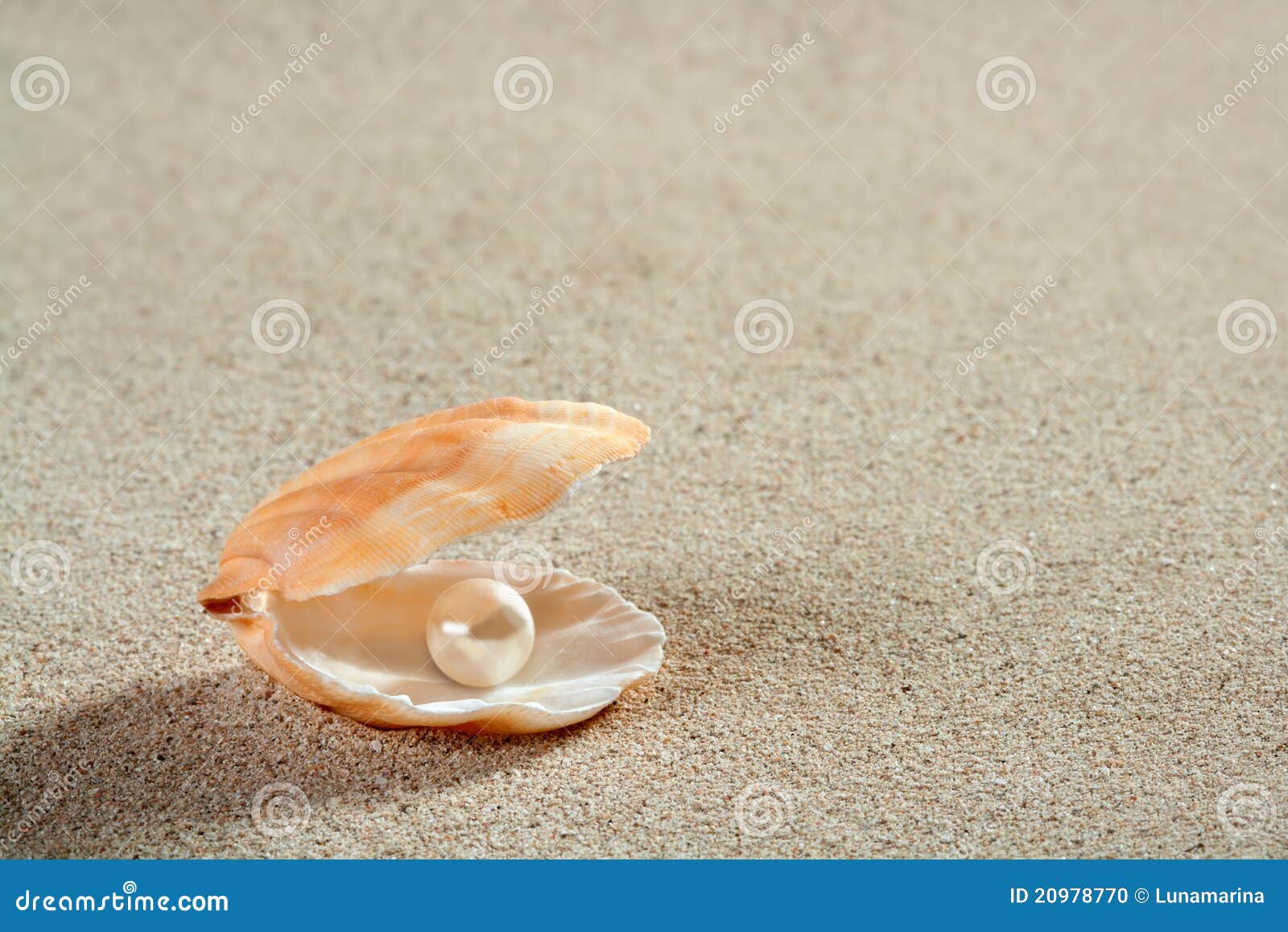 Beach White Sand Pearl Shell Macro Stock Photo - Image of mother ...