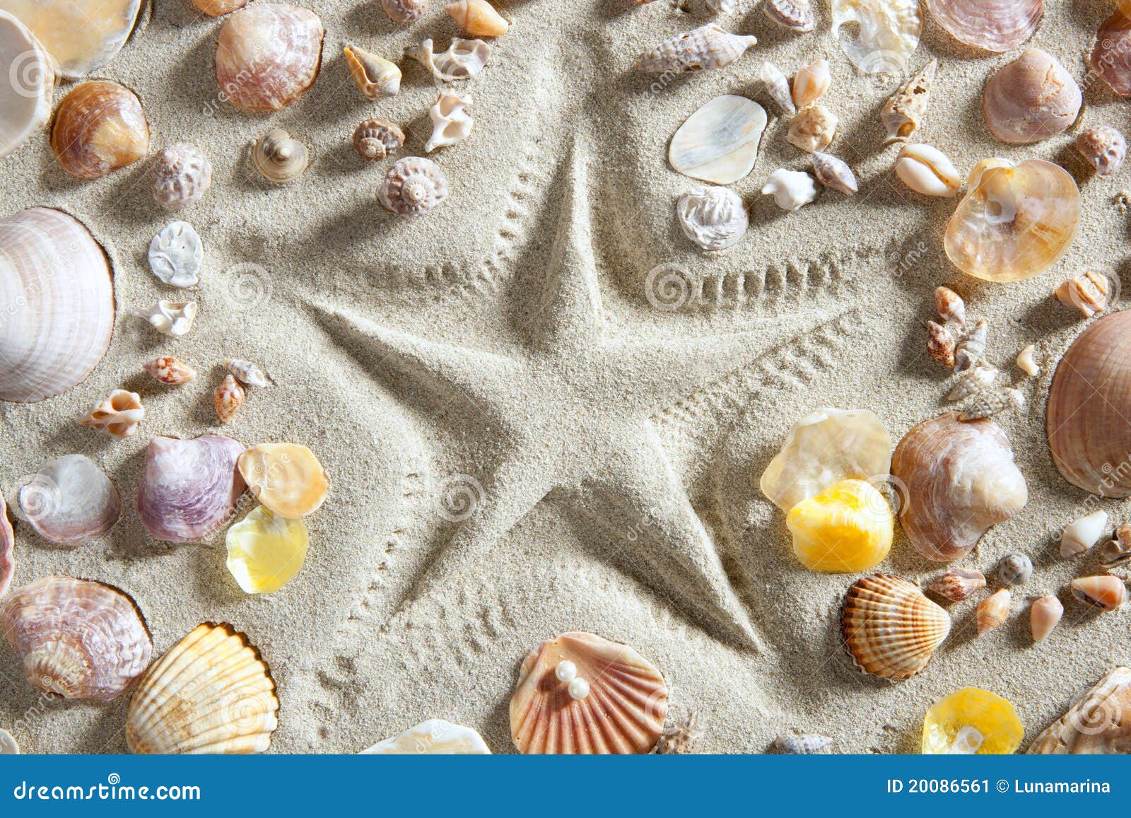 Beach White Sand Starfish Print Many Shells Stock Image - Image of ...