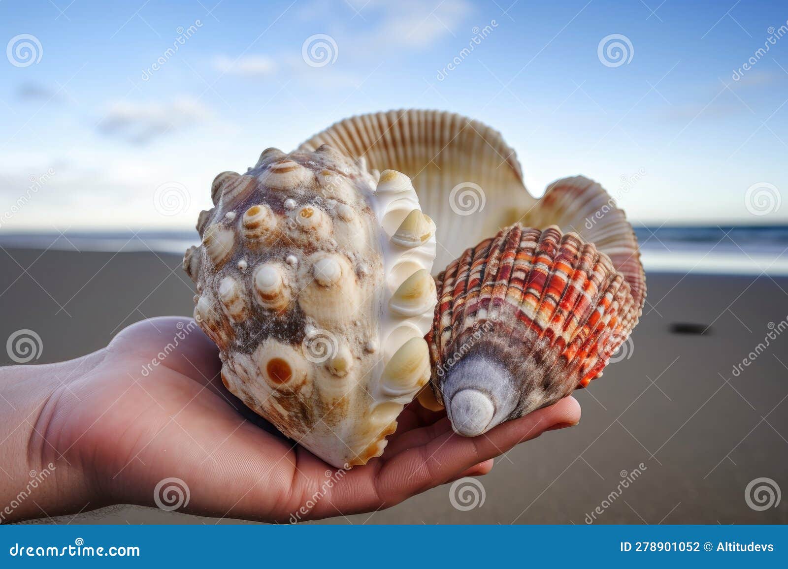 Beachcomber Finds a Rare and Beautiful Shell among the Typical Shells ...