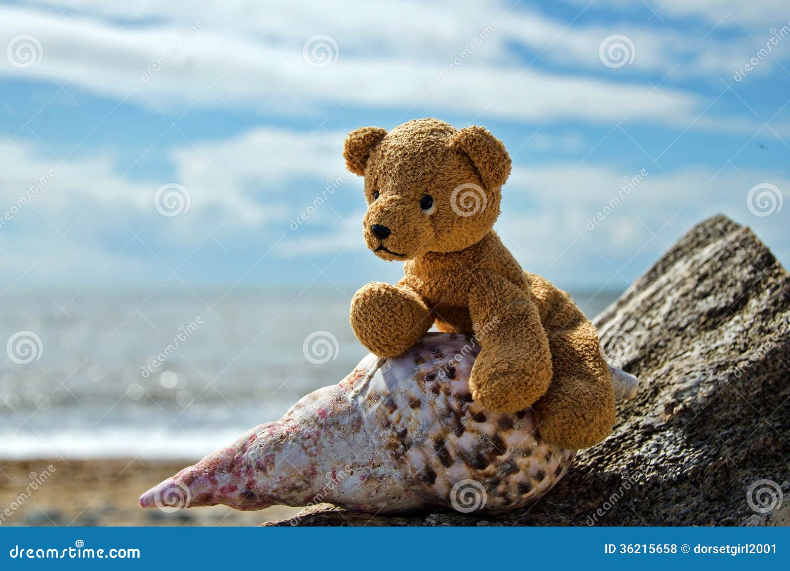 Beachcomber Teddy stock photo. Image of whimsical, coastal - 36215658