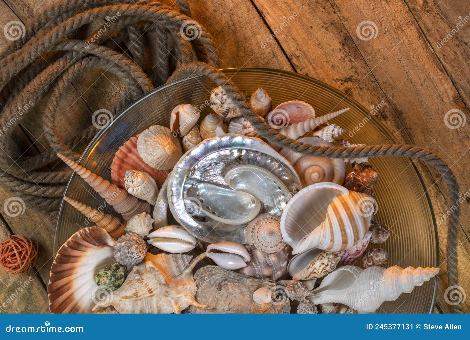 Beachcombing - Seashell Collection Stock Image - Image of nature ...