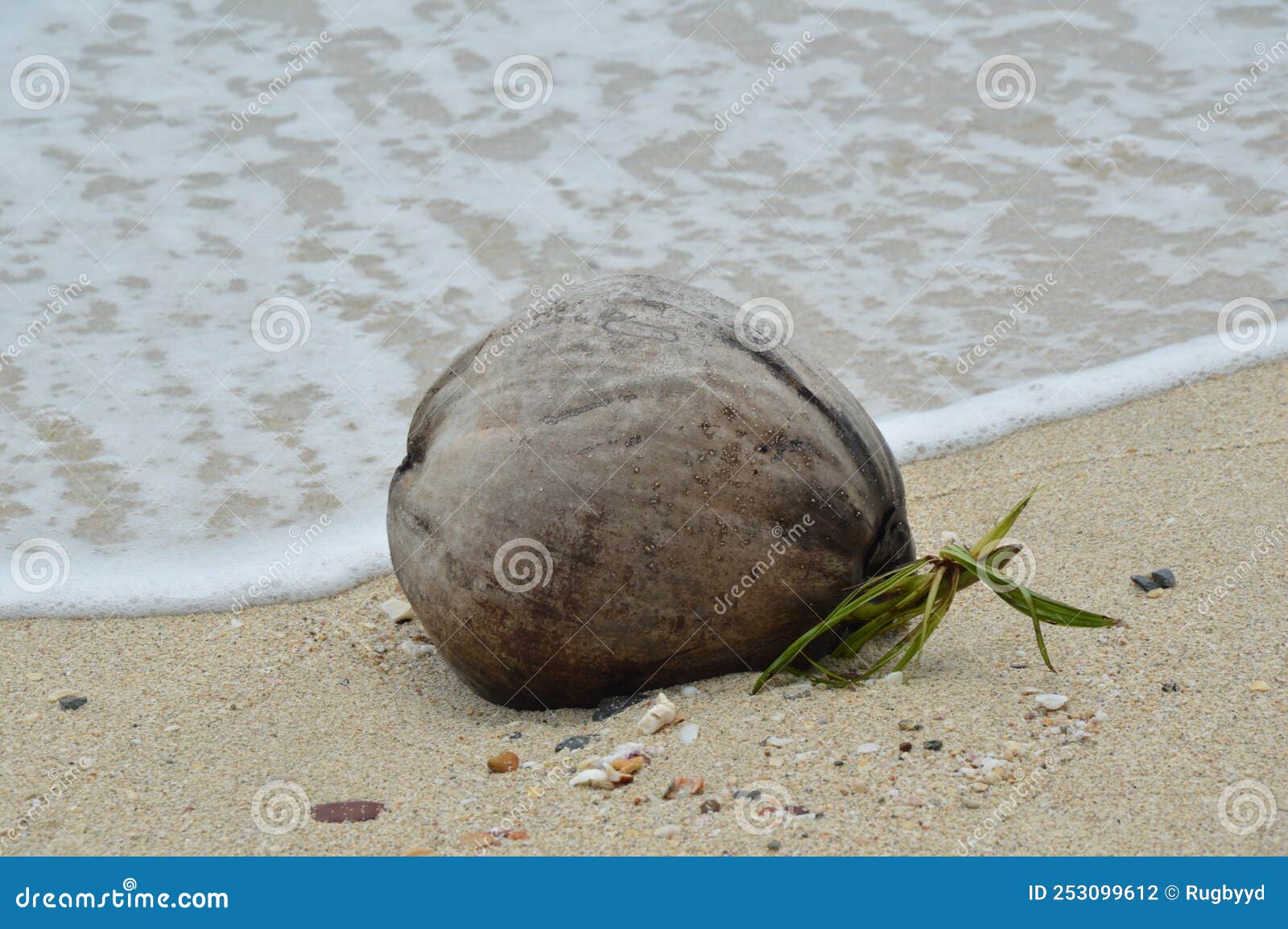 Beached Coconut Fallen from the Tree Stock Photo - Image of meat ...