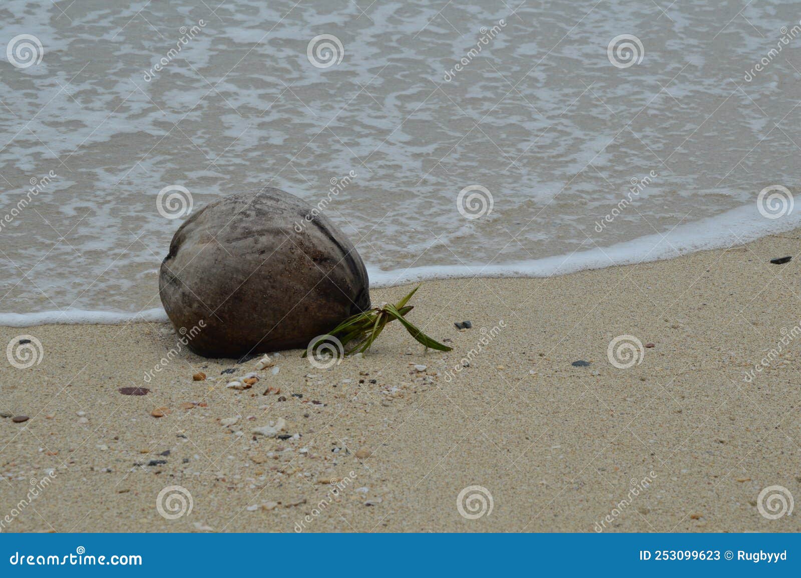 Beached Coconut Fallen from the Tree Stock Image - Image of surrounded ...