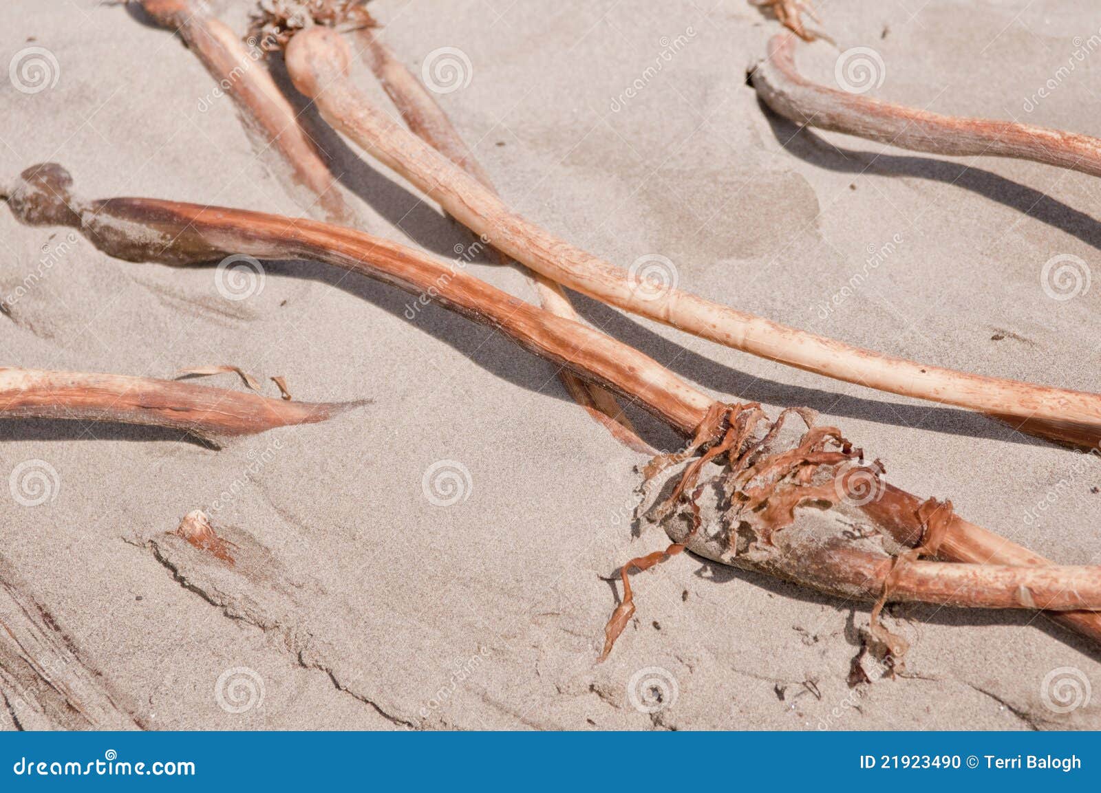 Beached dry seaweed stock photo. Image of bulbs, dried - 21923490
