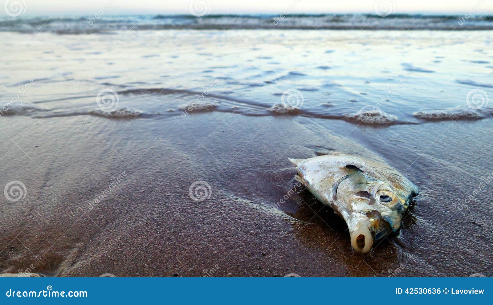 Beached fish stock photo. Image of nature, sand, ocean - 42530636