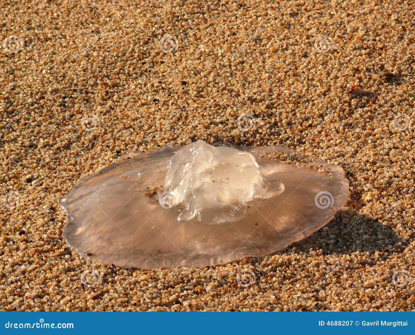 Beached Jelly fish stock image. Image of dead, sand, marine - 4688207