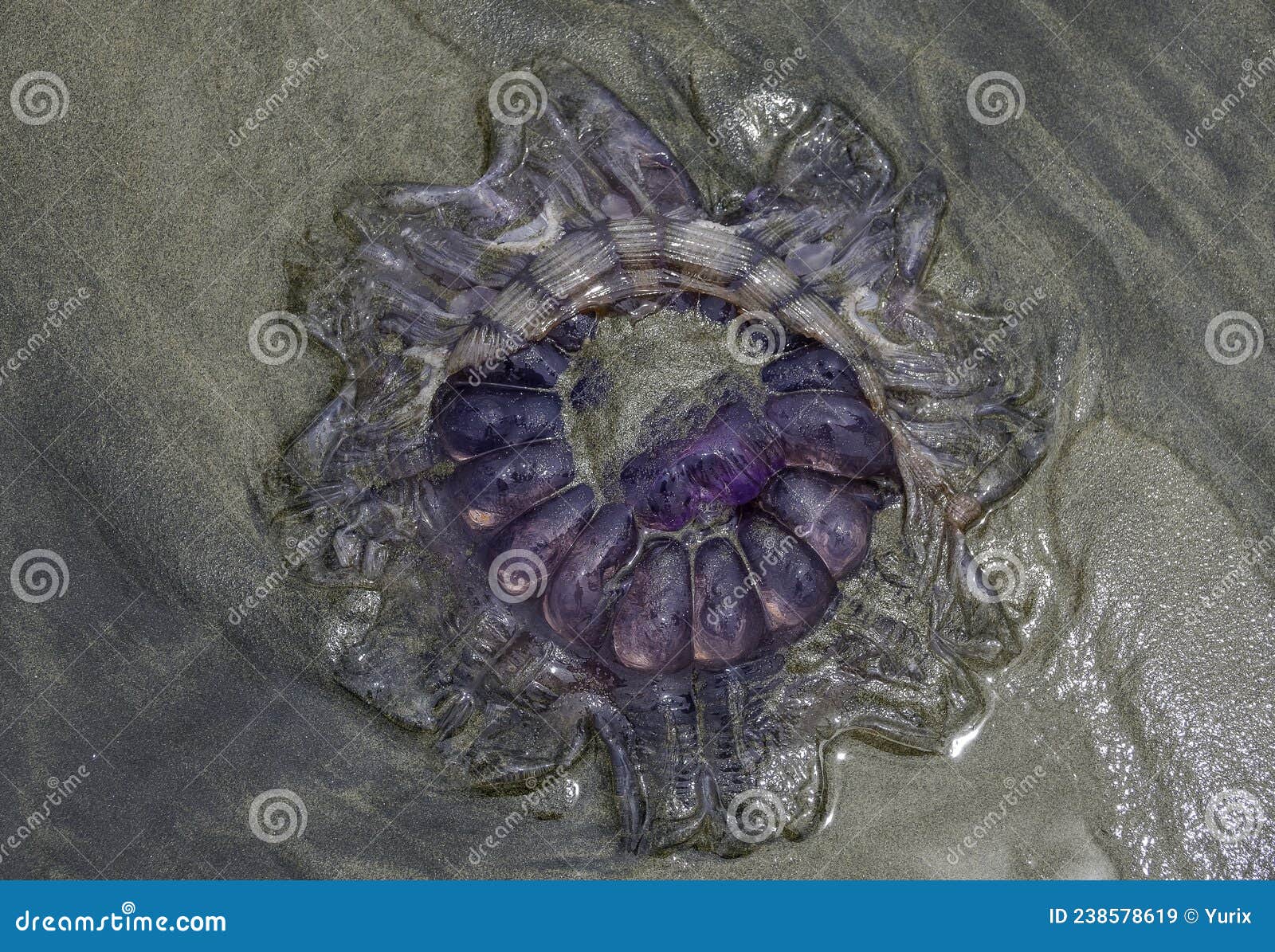Beached Jellyfish On The Rocky Shore At Joemma Beach State Park Stock ...