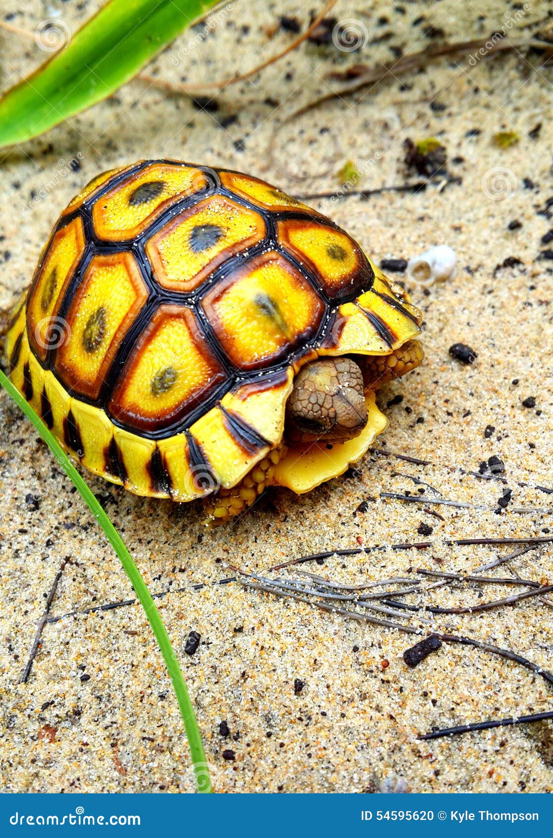 The Beached Tortoise stock photo. Image of creature, beautiful - 54595620