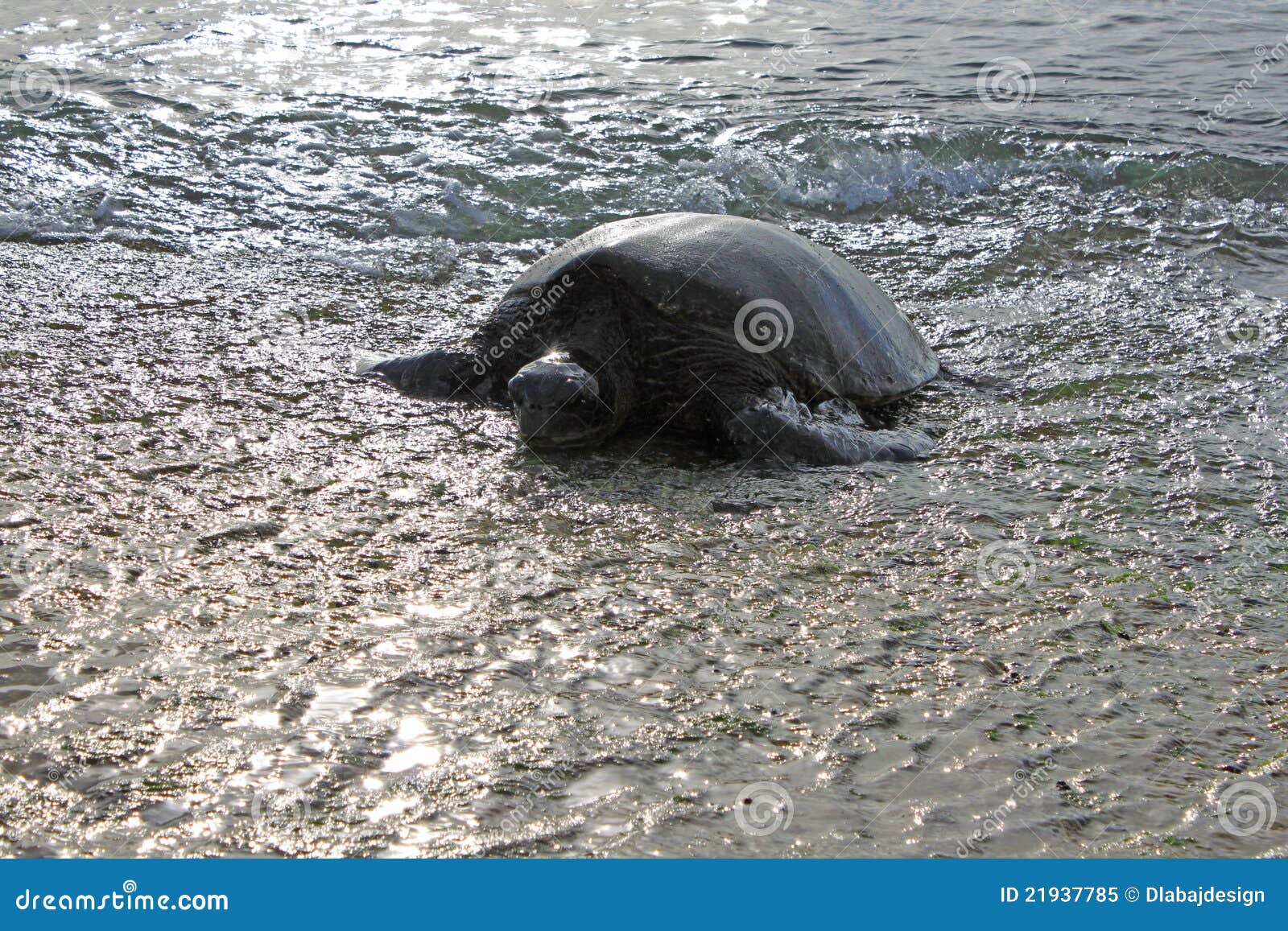 Beached Turtle stock image. Image of crawl, gray, shell - 21937785