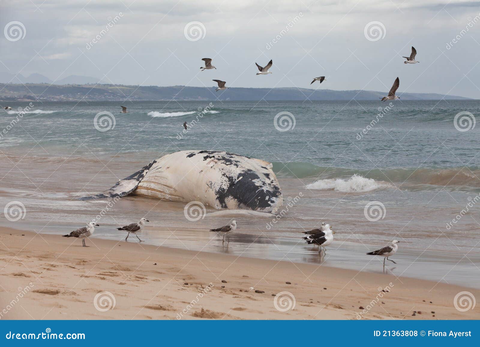Beached whale stock photo. Image of novaeangliae, seagulls - 21363808