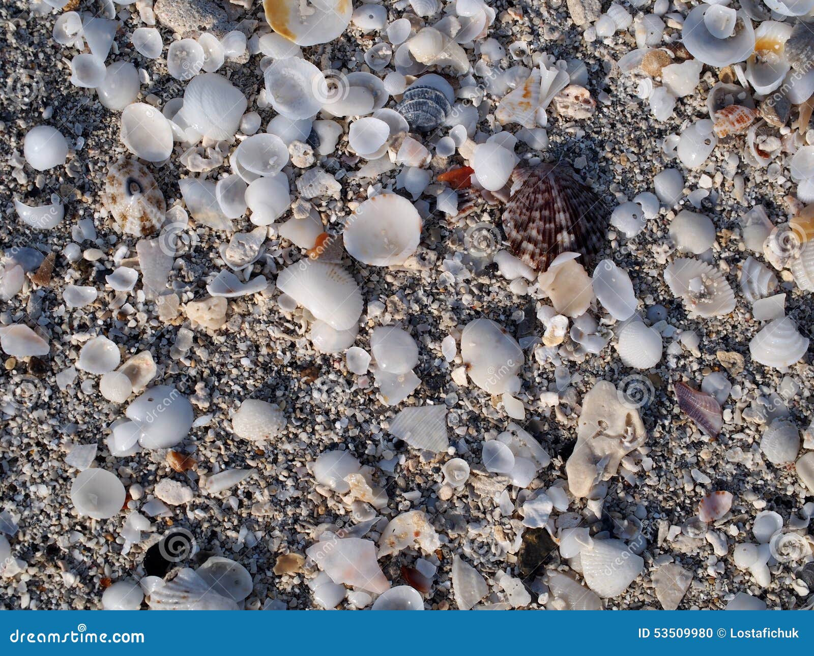 Beaches of Cuba stock photo. Image of shells, ocean, beaches - 53509980