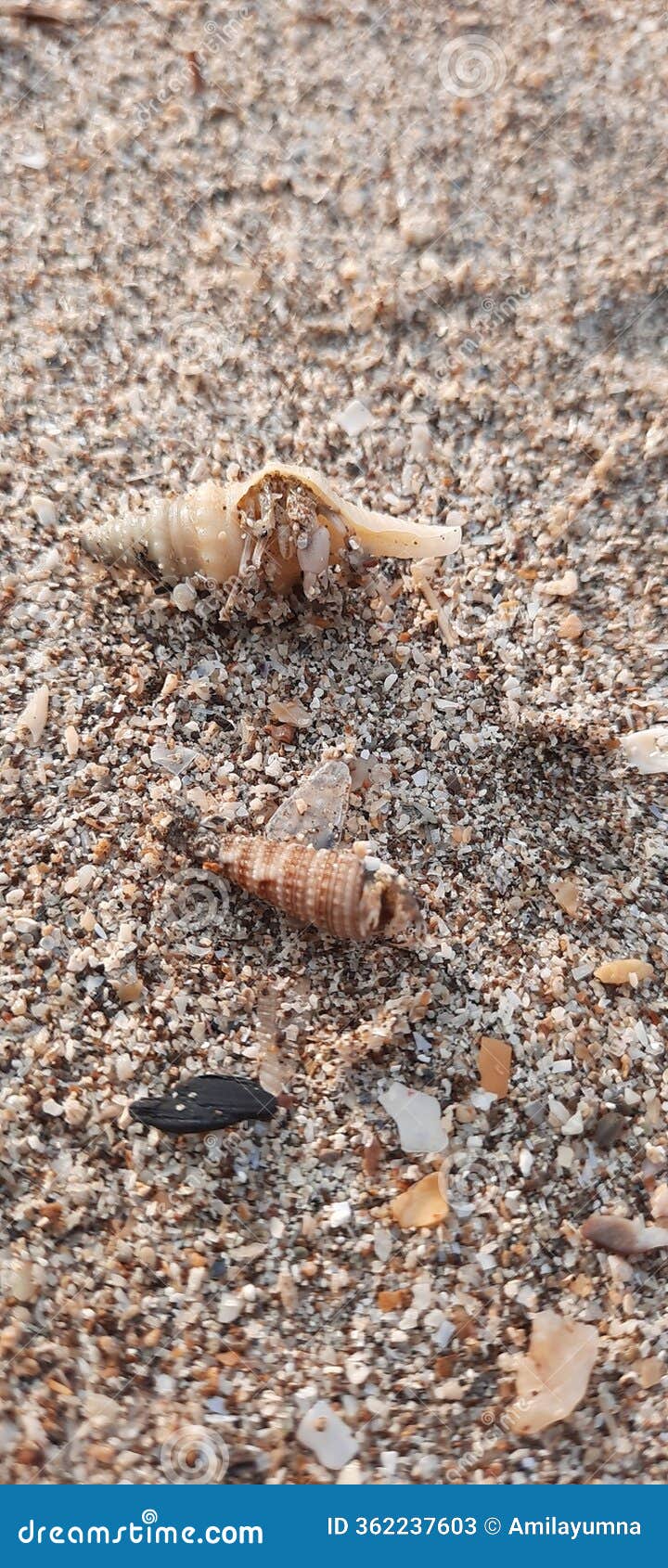 Beaches at Low Tide and Trapped Small Animals Stock Image - Image of ...