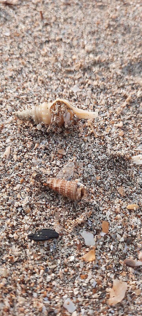 Beaches at Low Tide and Trapped Small Animals Stock Image - Image of ...
