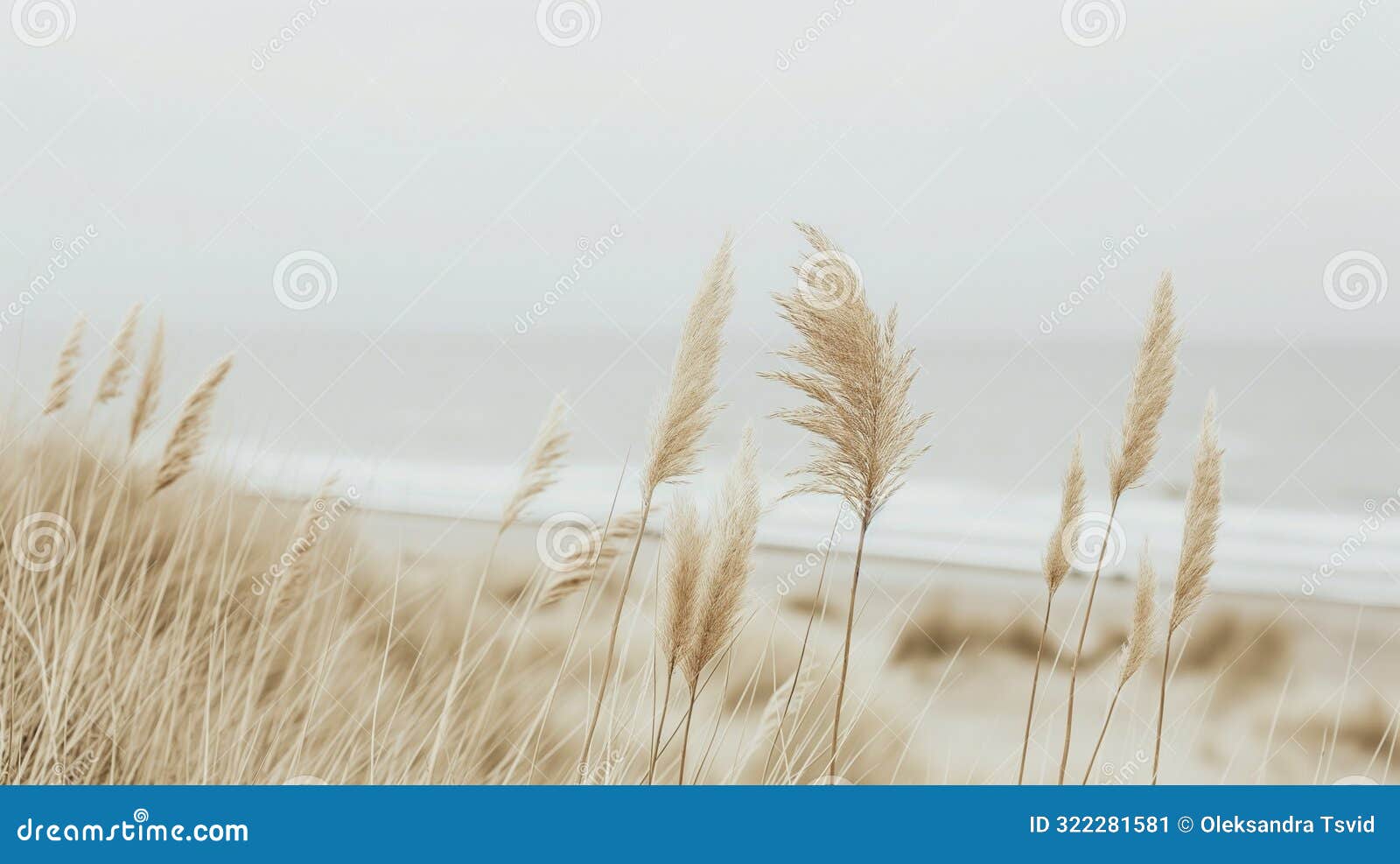 Beachscape With Soft Beige Colors And Pampas Grass Royalty-Free Stock ...