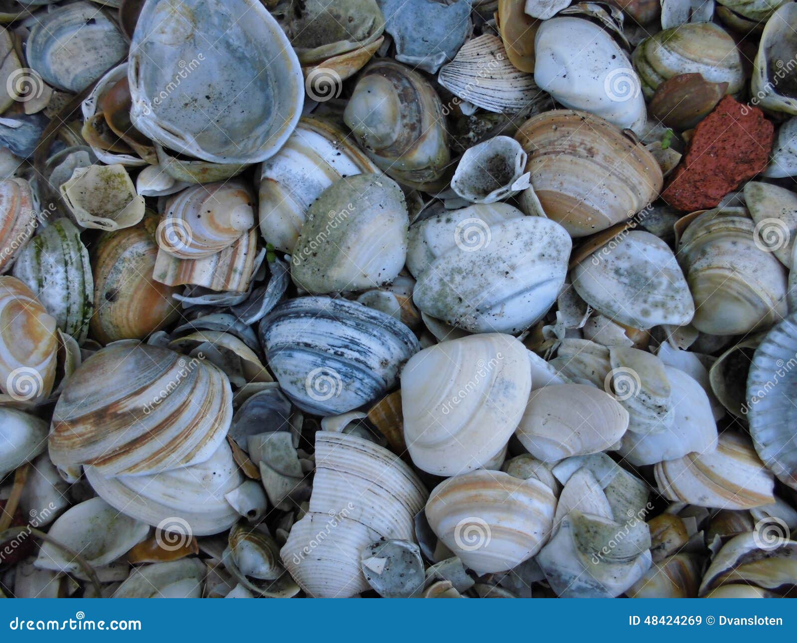 Beachshells stock image. Image of stone, shels, summer - 48424269