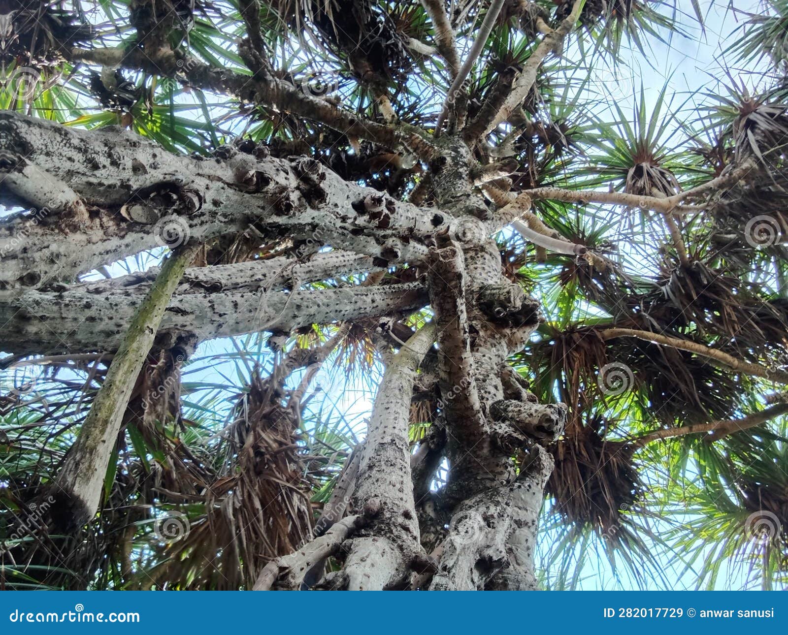 A Beachside Tree that is Beautiful and Charming with the Beauty Around ...
