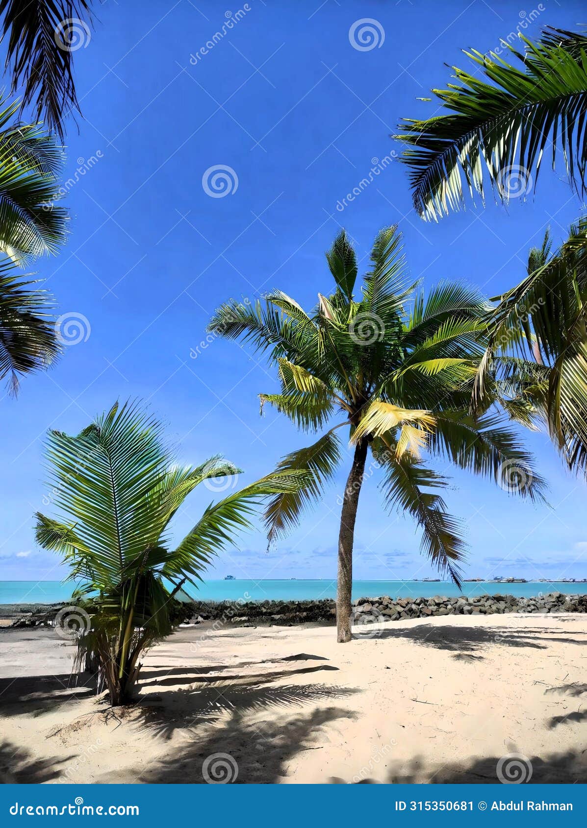 Rows of Coconut Trees on the Beach Stock Image - Image of clouds ...