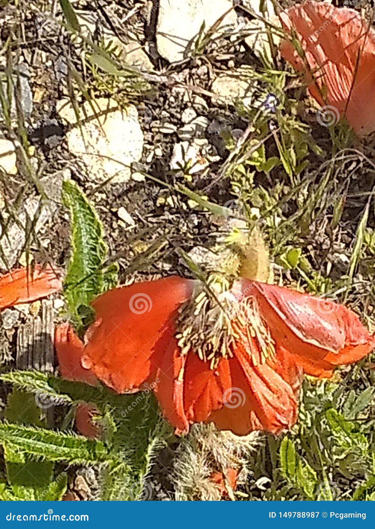 Bead poopy flower stock image. Image of flowered, flower - 149788987